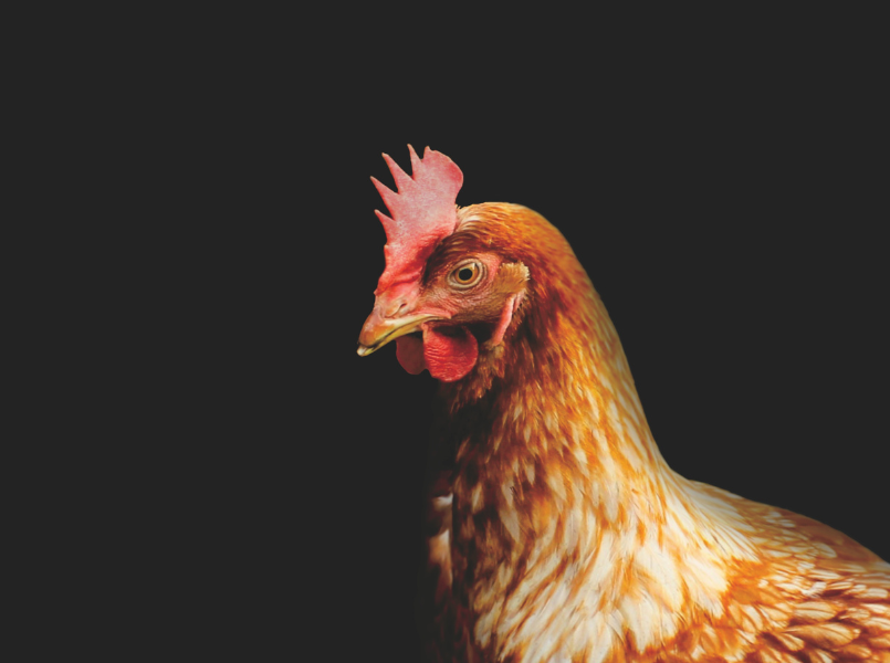 Chicken Salt – The Generosity Guy